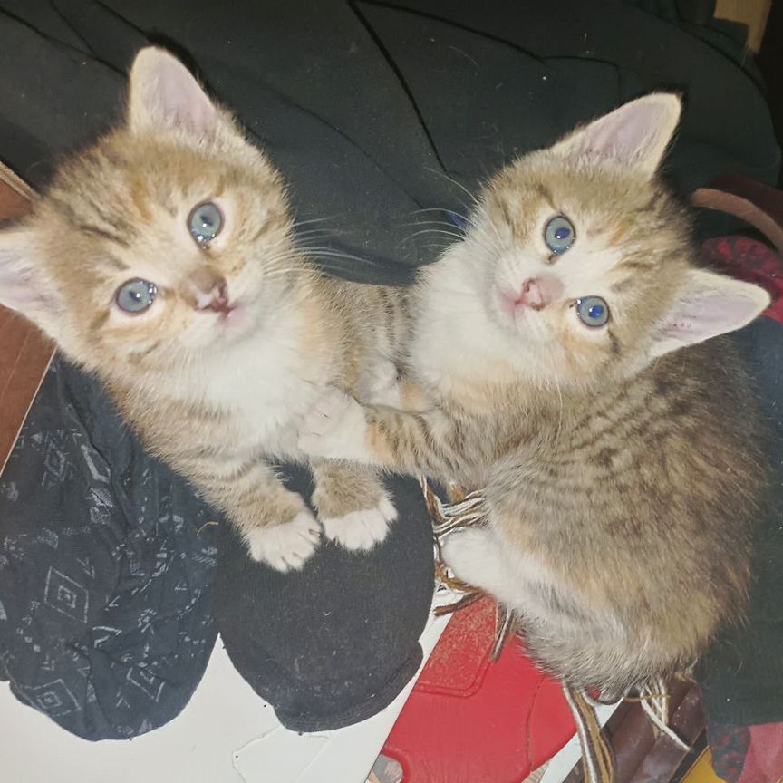 Монастырские котята в добрые руки