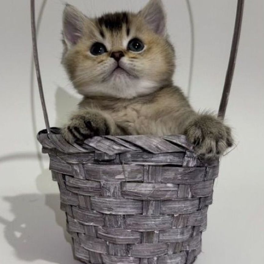 Британский короткошёрстный котёнок