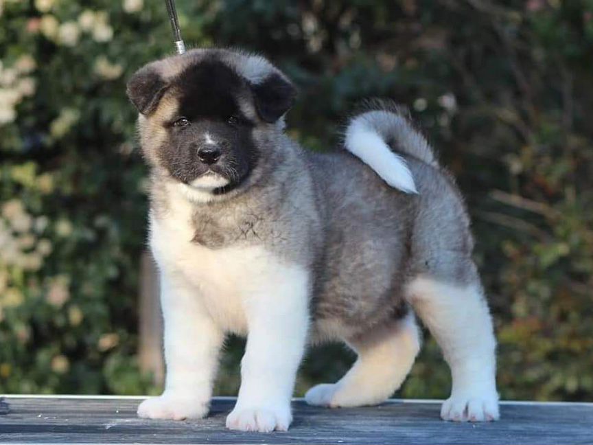 Американская акита -щенки
