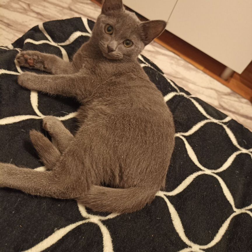 Отдам котенка в добрые руки мальчик