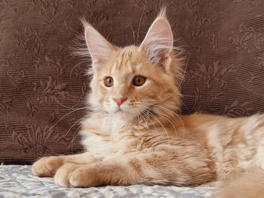 Мейн кун котята