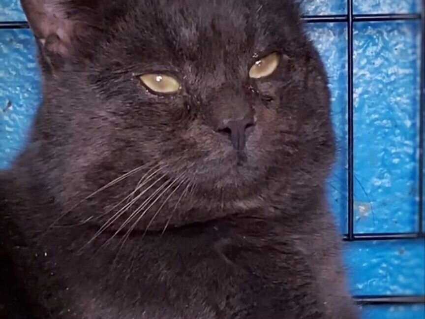 Шикарный кот Фреди