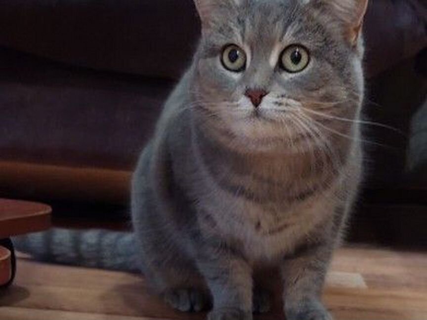 Кошка хорошая добрая плюшевая красивая