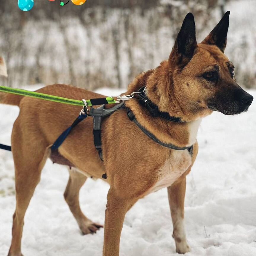 Василиса-собака из приюта