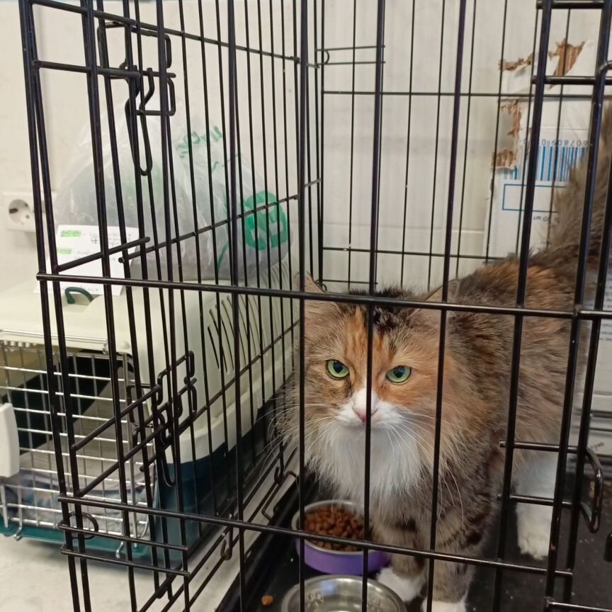 Взрослая, кошка в добрые руки