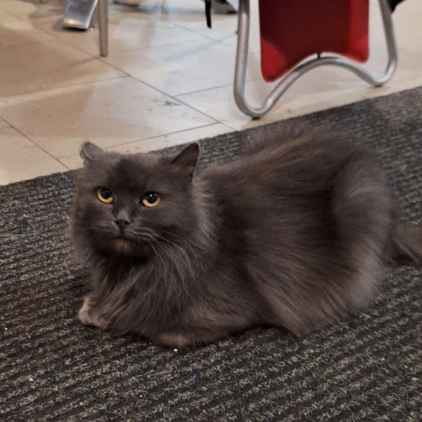 Кошка Нибелунг