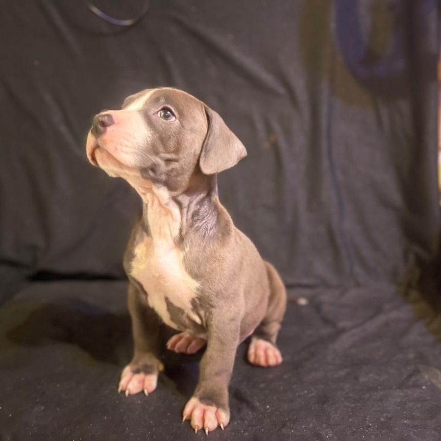 Стаффордширский терьер