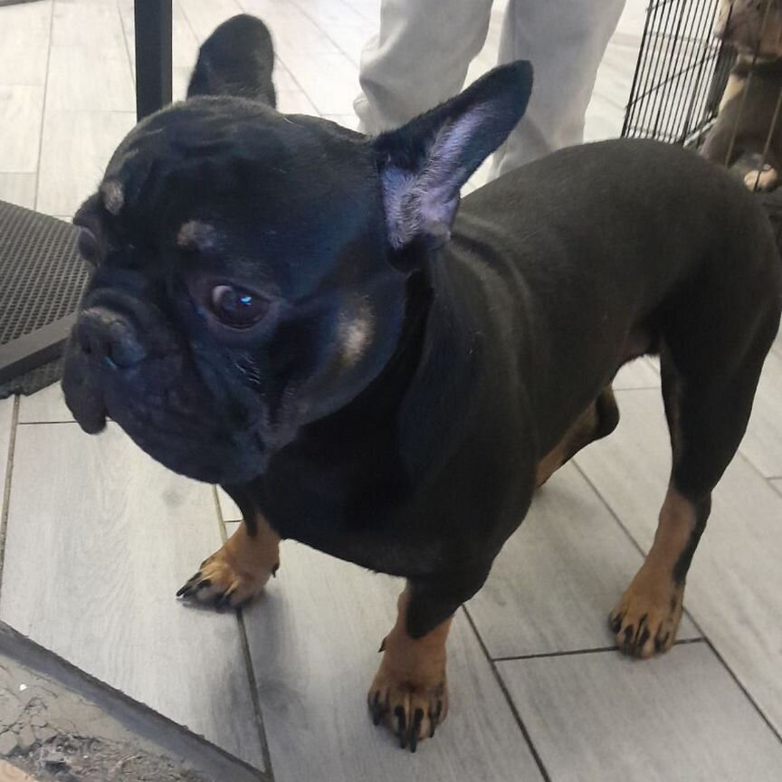 Французский бульдог, щенок