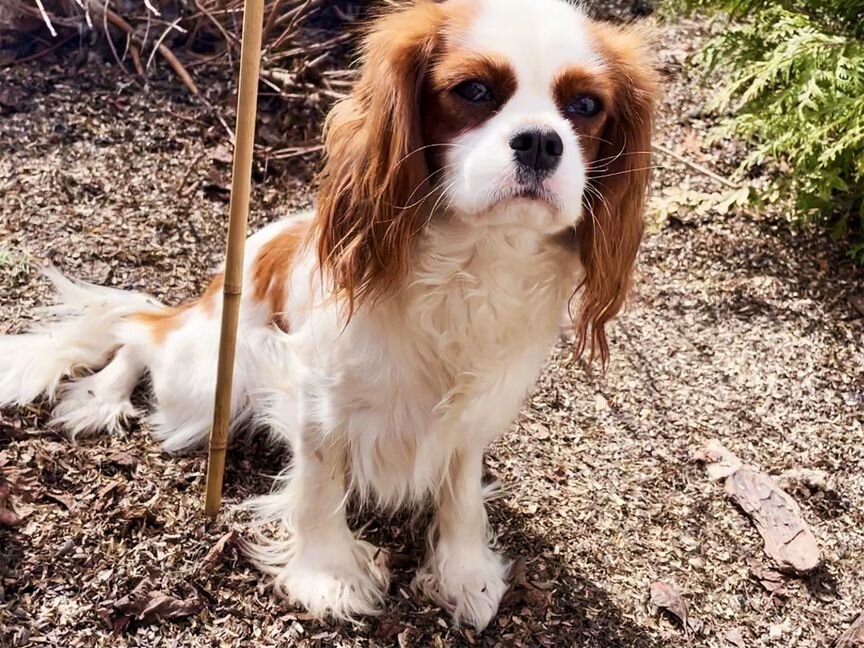 Девочка Кавалер Кинг Чарльз спаниель