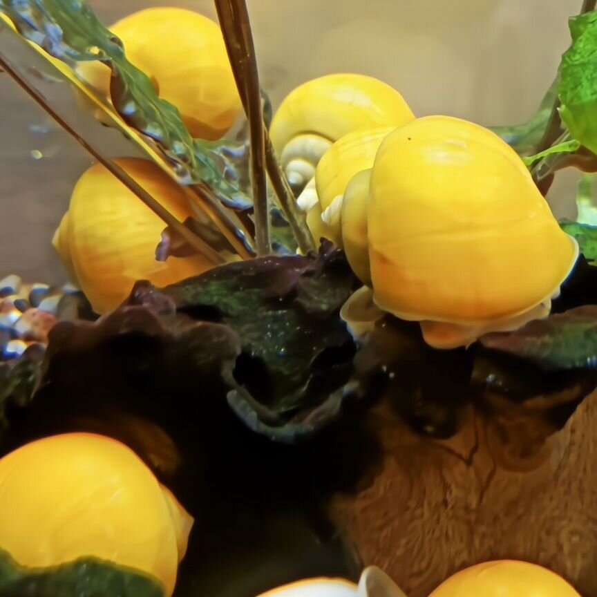 Улитки ампулярии желтые