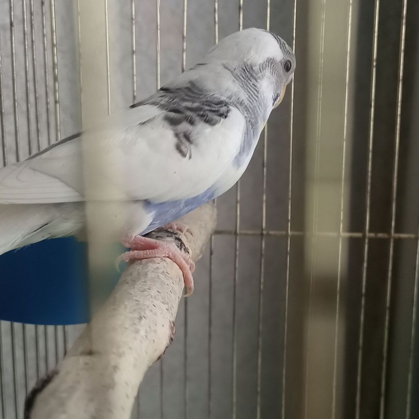 Волнистый попугай