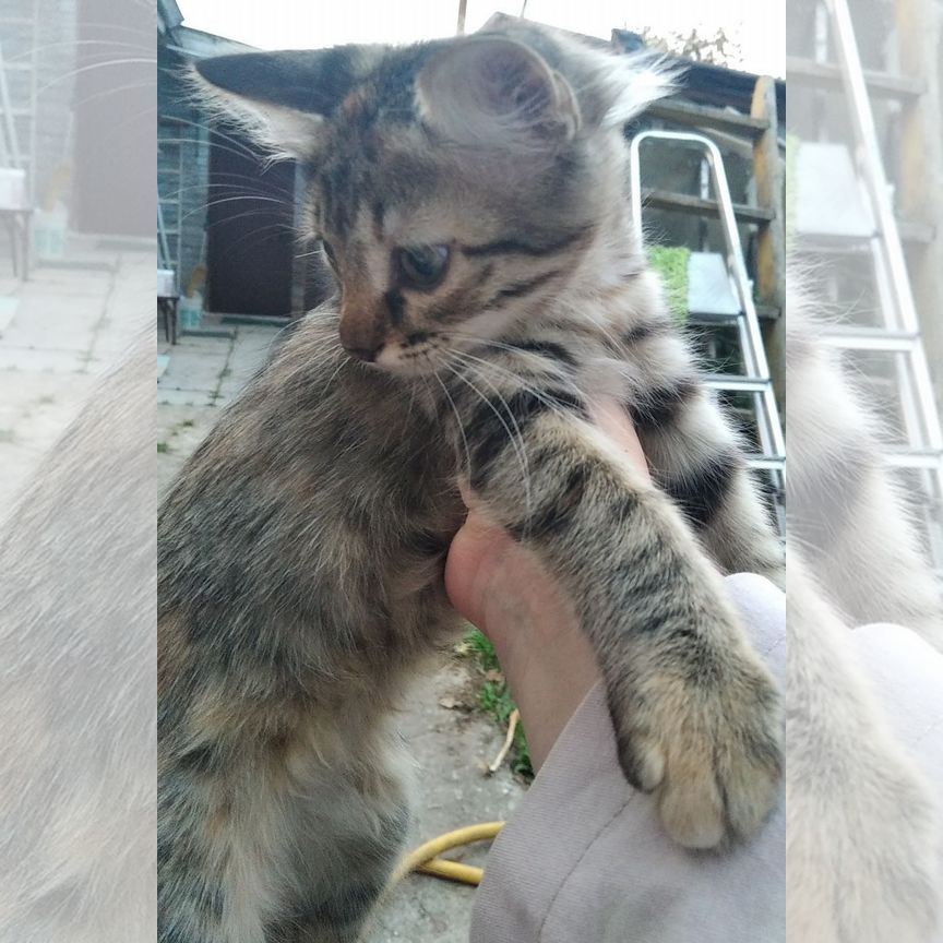 Юная красотка ищет дом