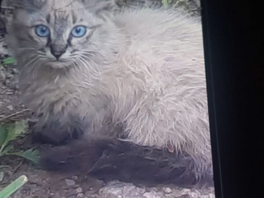 Котенок с голубыми глазами