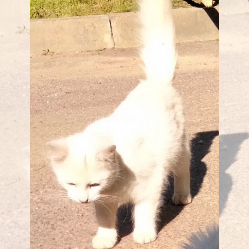 Котята в добрые руки даром