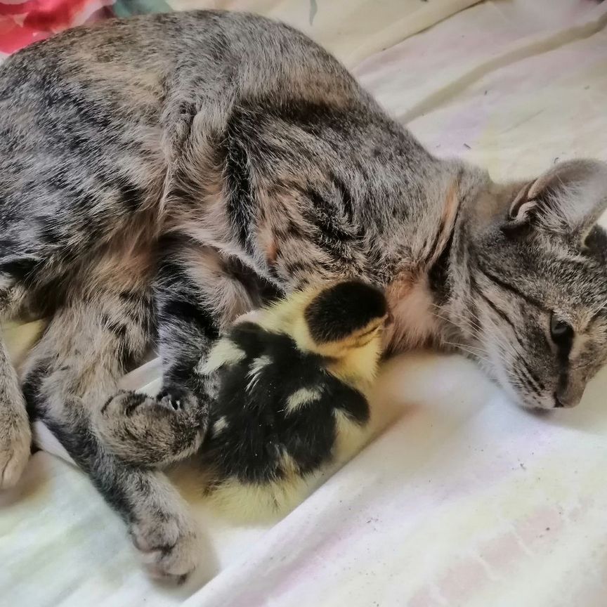 Котят подростков отдам бесплатно