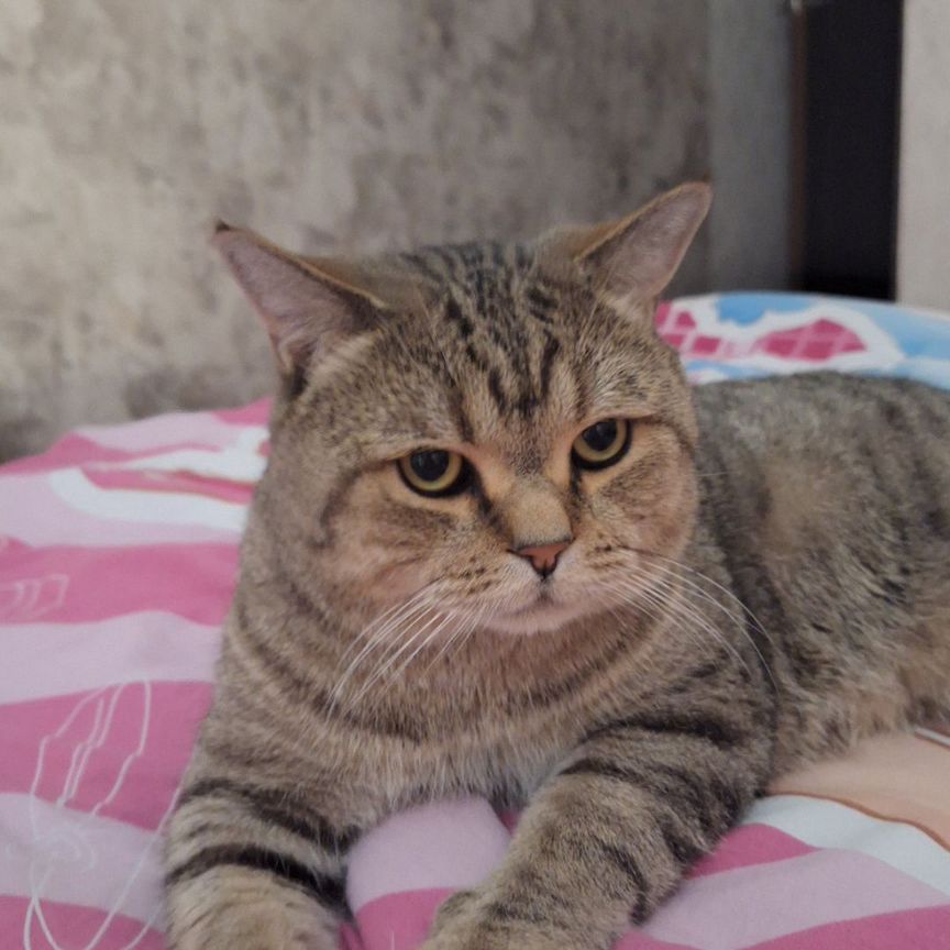 Британские котята