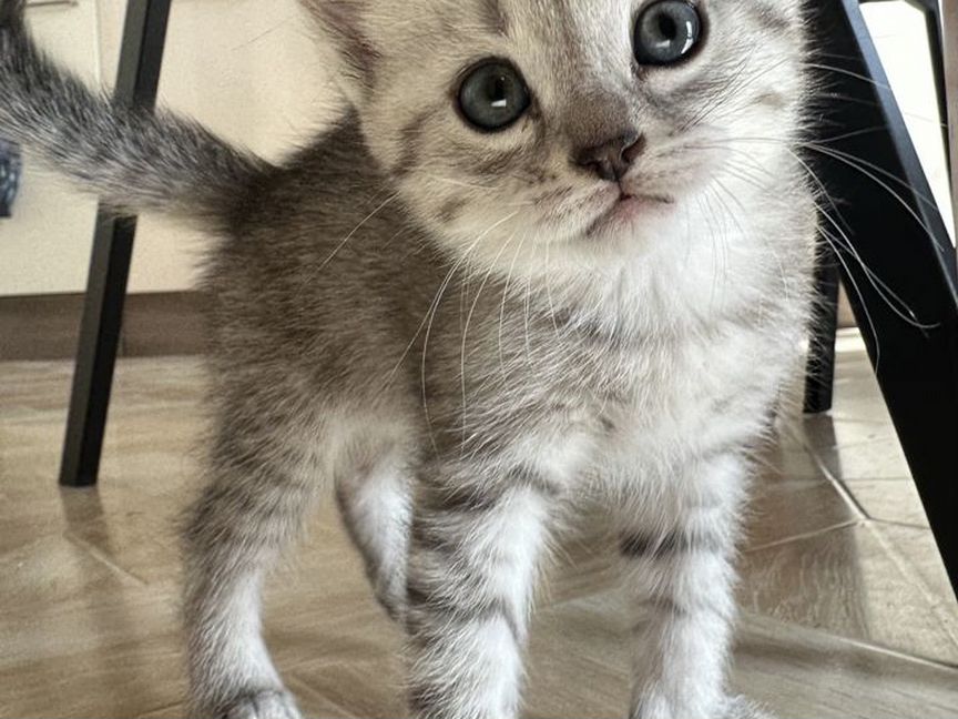 Котенок