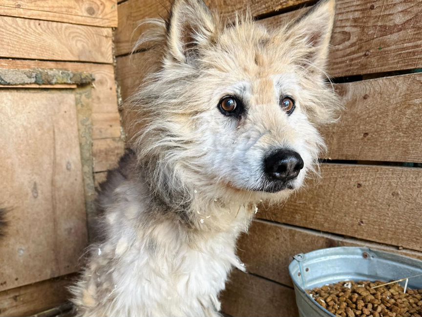 Старичок Кеша остаток жизни проведет в приюте