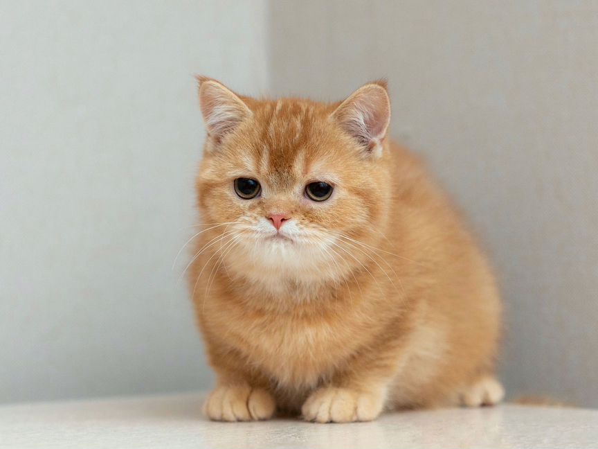 Шотландский кот Василис