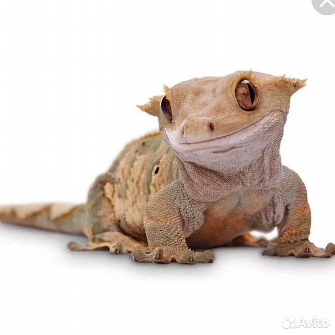 Реснитчатый бананоед