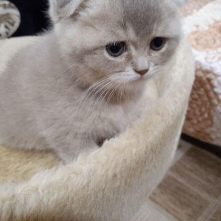 Шотландская вислоухая