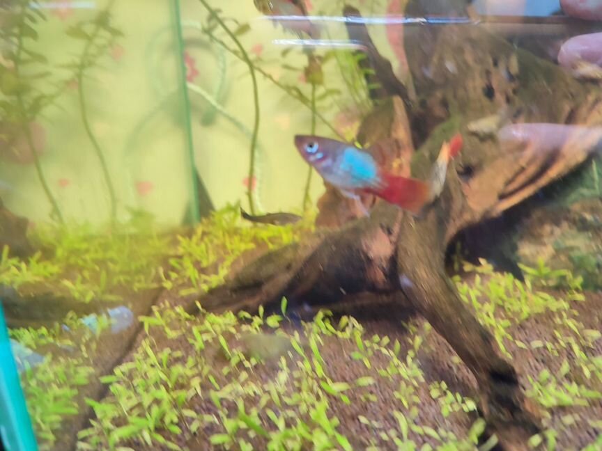 Пецилии, велиферы