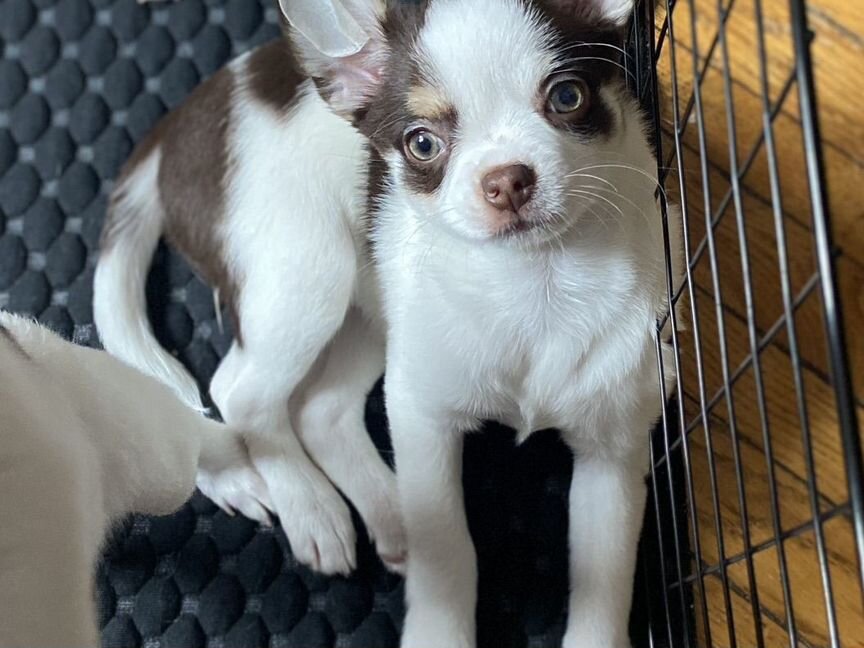 Чихуахуа дир