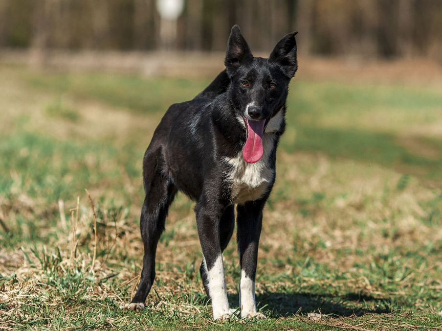Гамма - отличная собака для активных людей