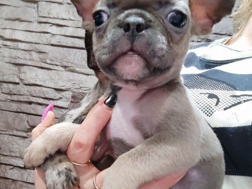 Французский бульдог пупсик