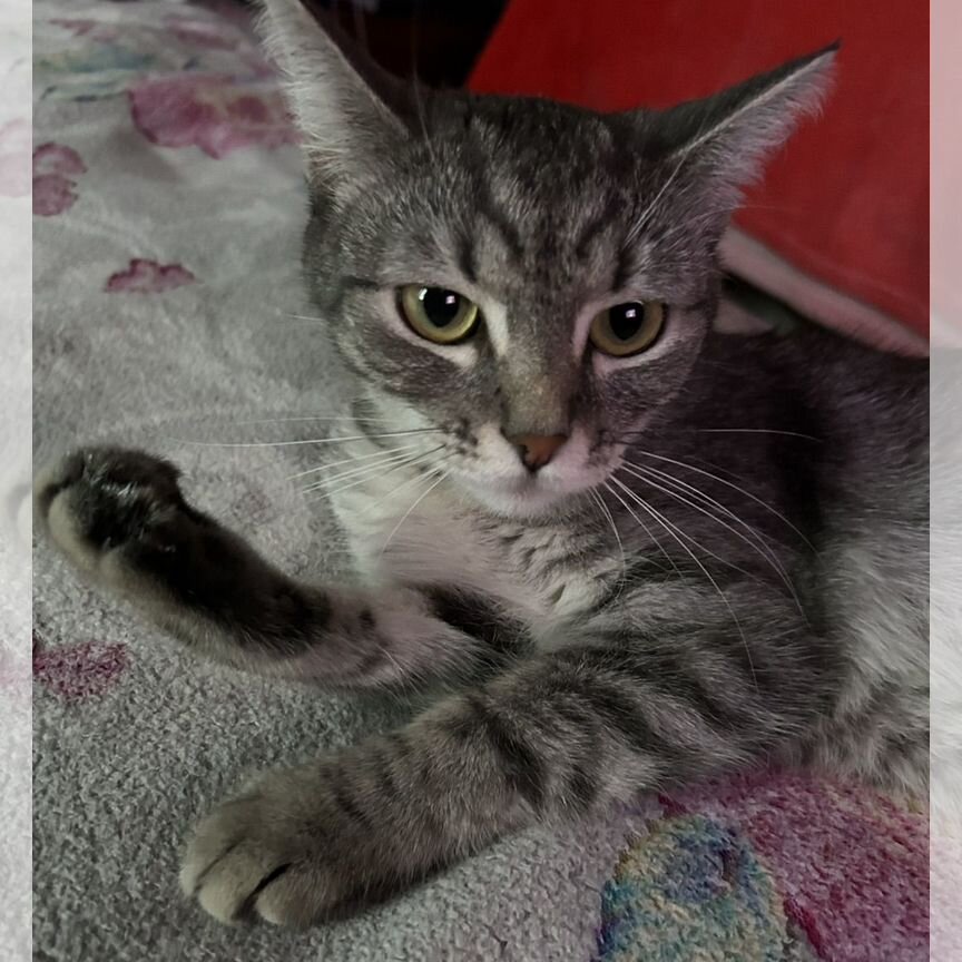 Котёнок в добрые руки