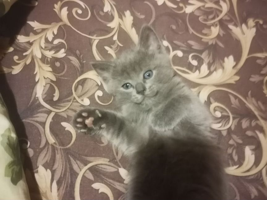 Породистые большие кошки