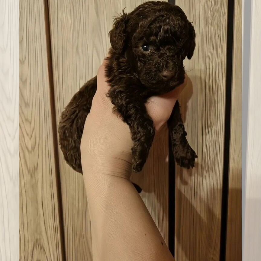 Той-пудель, щенок