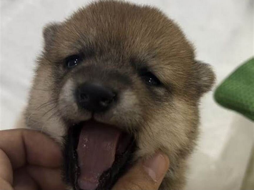 Щеночки мини американской акиты