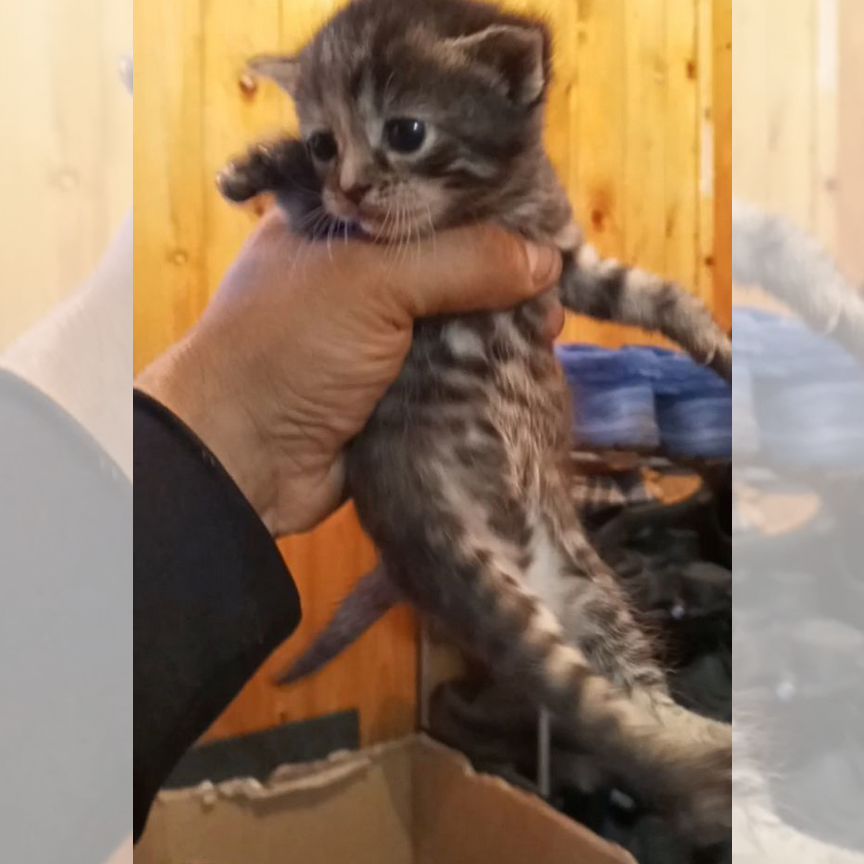 Котёнок в добрые руки