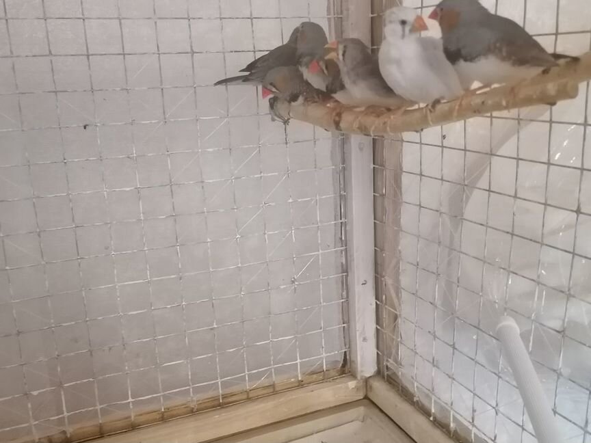 Зебровые амадины