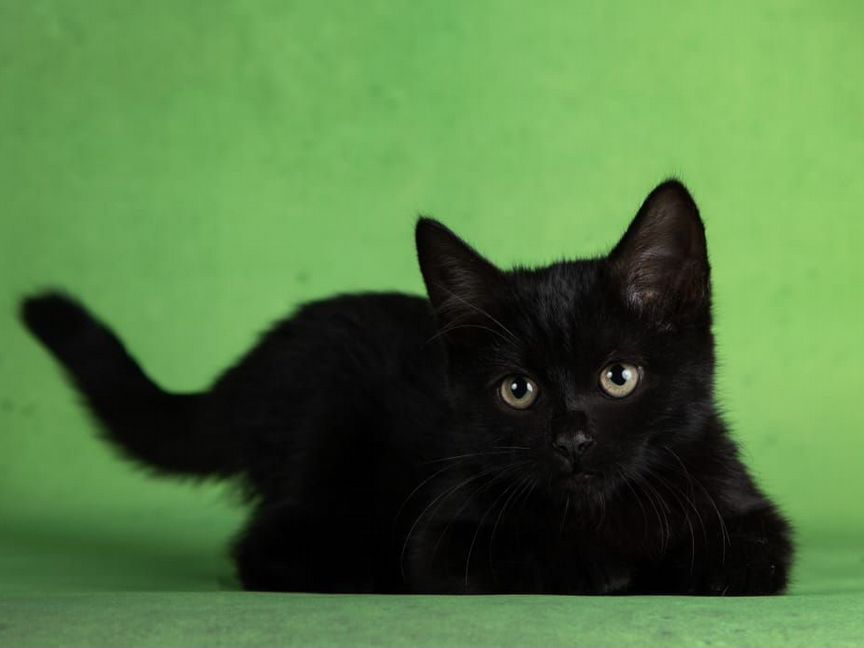 Черный котенок-мальчуган, 2 месяца