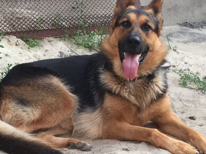 Кобель на вязку