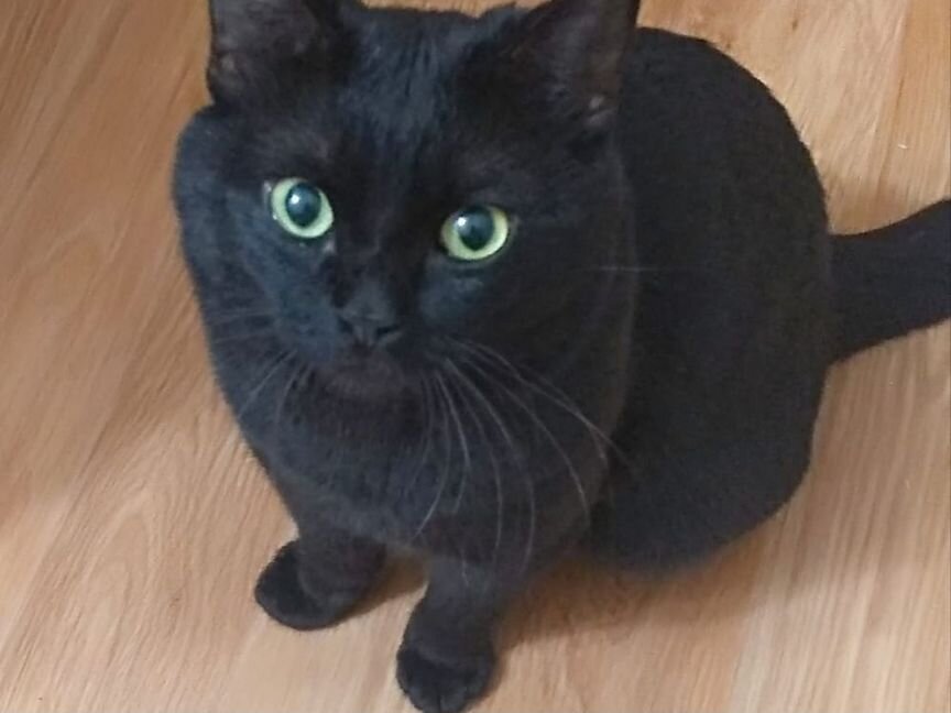 Котик молодой