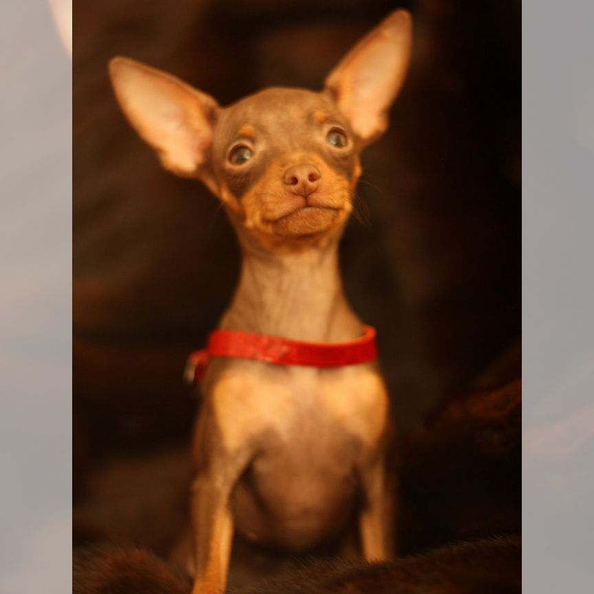 Русский той-терьер, щенок