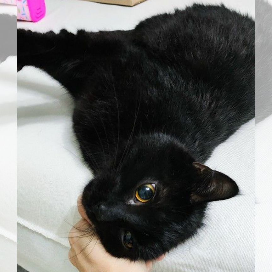 Кот