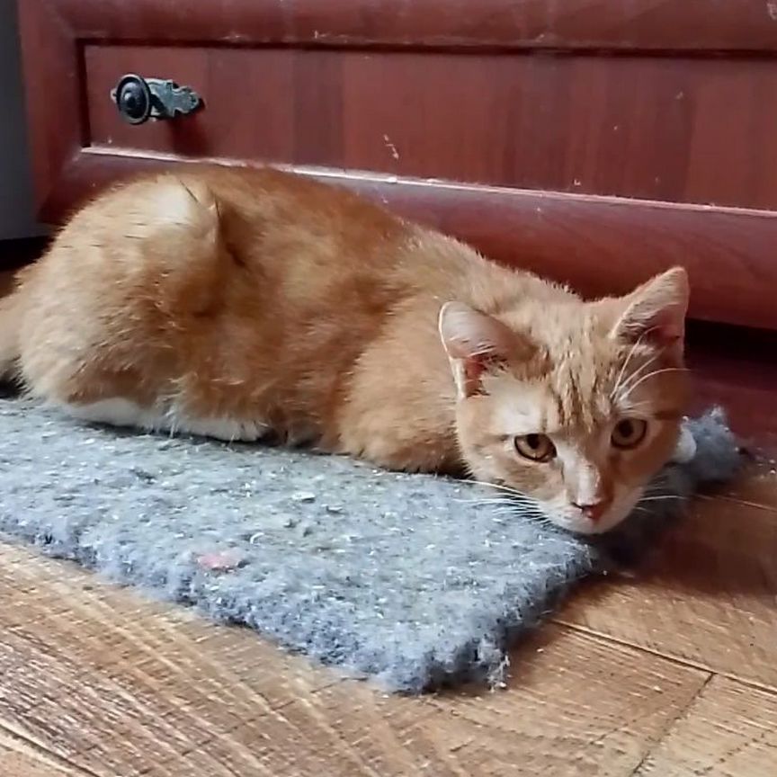 Курильский бобтейл короткошёрстный котёнок