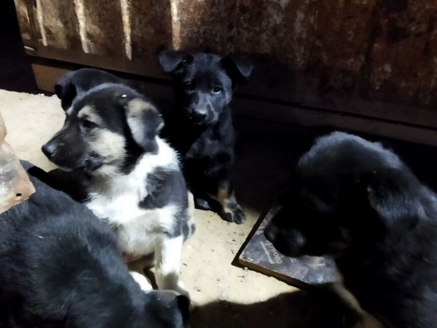 Щенок в добрые руки бесплатно