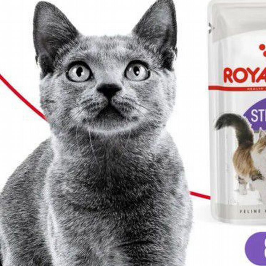Влажный корм для кошек royal canin в соусе