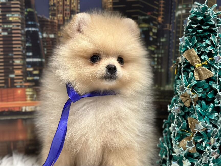 Плюшевое чудо