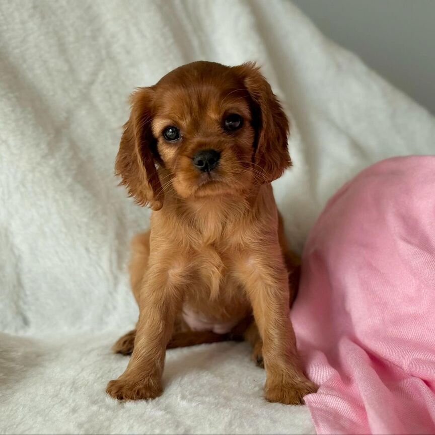 Кавалер кинг чарльз спаниель, девочка рубин