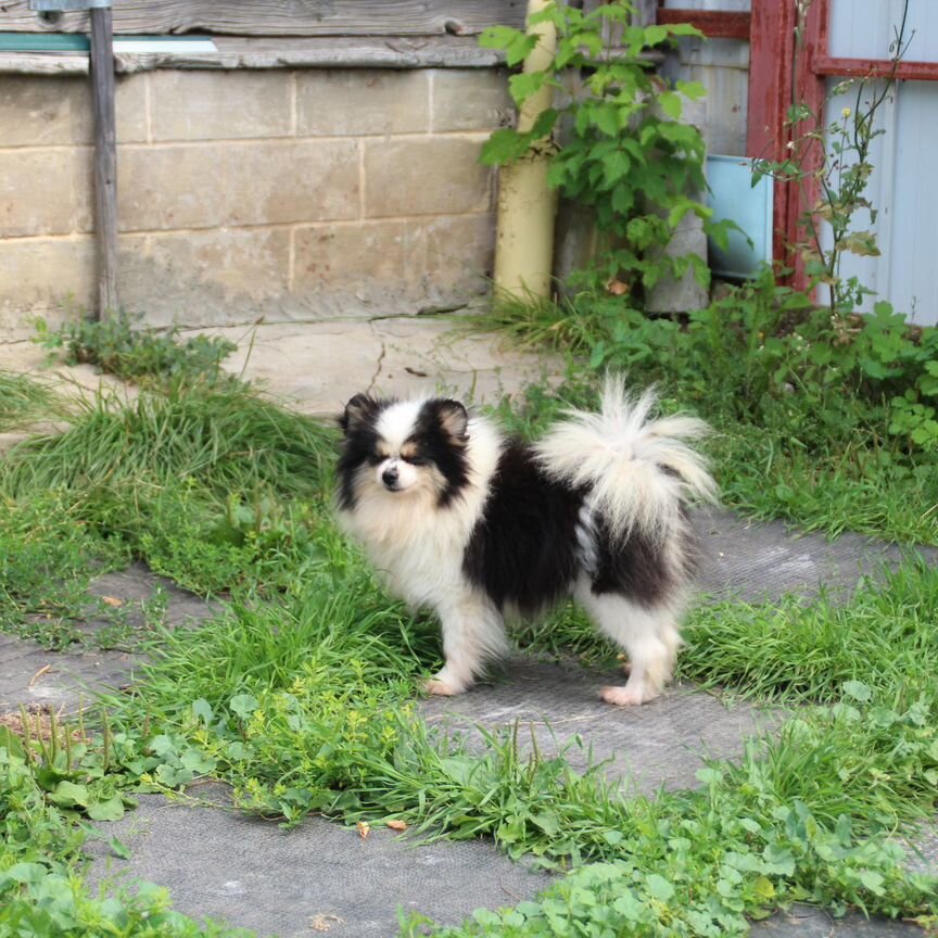 Взрослая девочка шпица