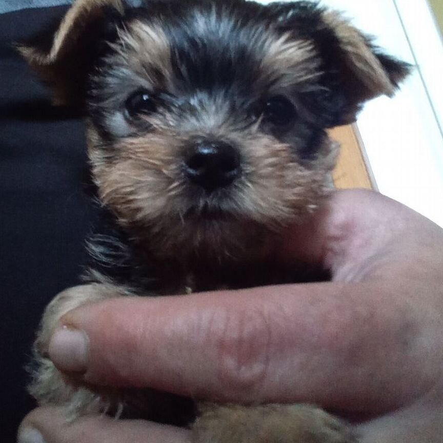 Йоркширский терьер, щенок