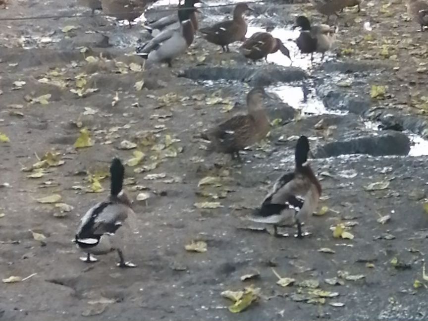 Дикие утки кряквы