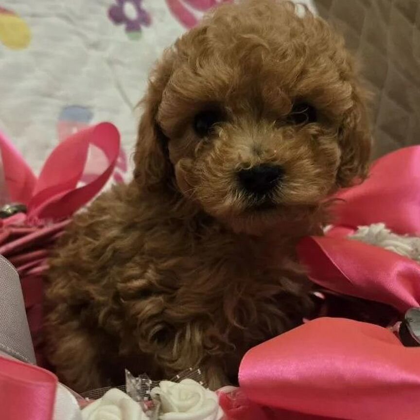 Той-пудель, щенок
