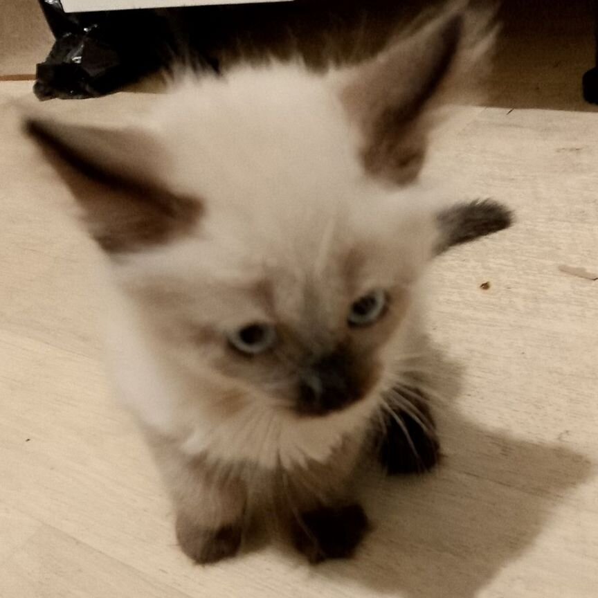 Котики бесплатно в добрые руки маленький